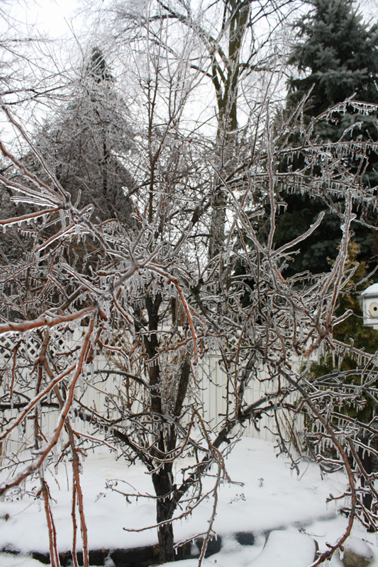 » Backyard Gardening Blog