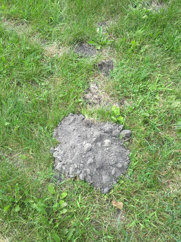 » How to kill moles » Backyard Gardening Blog