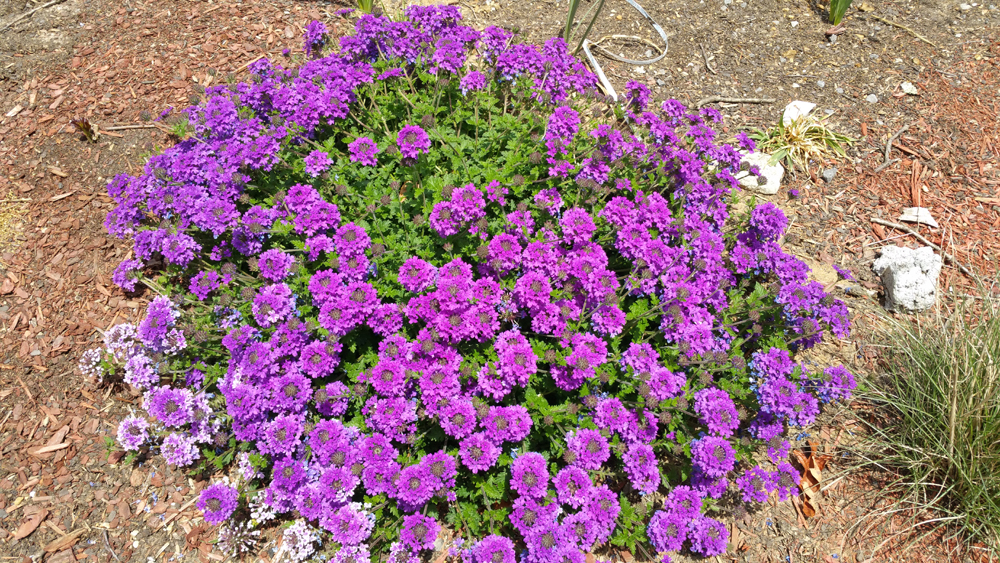 » Backyard Gardening Blog